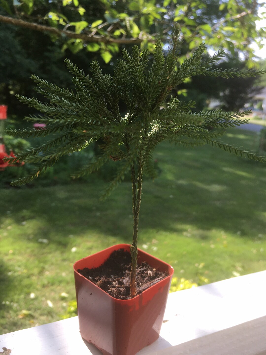 Princess Pine Moss, It Looks Like a Mini Pine Tree , Size 6-8 Inches ...
