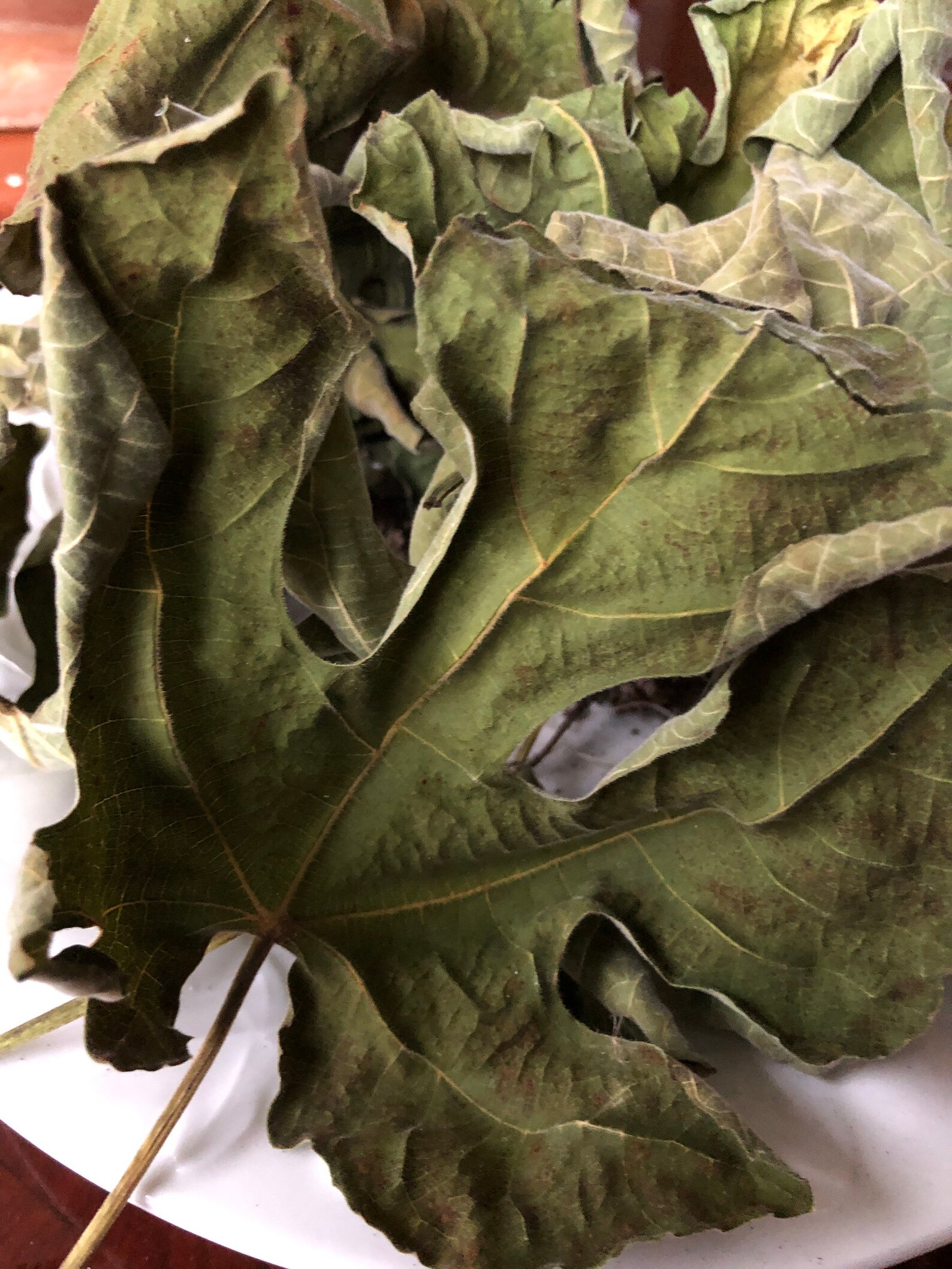 Dry Fig Leaves - Organically Grown, No Preservatives, Air Dry, Many ...