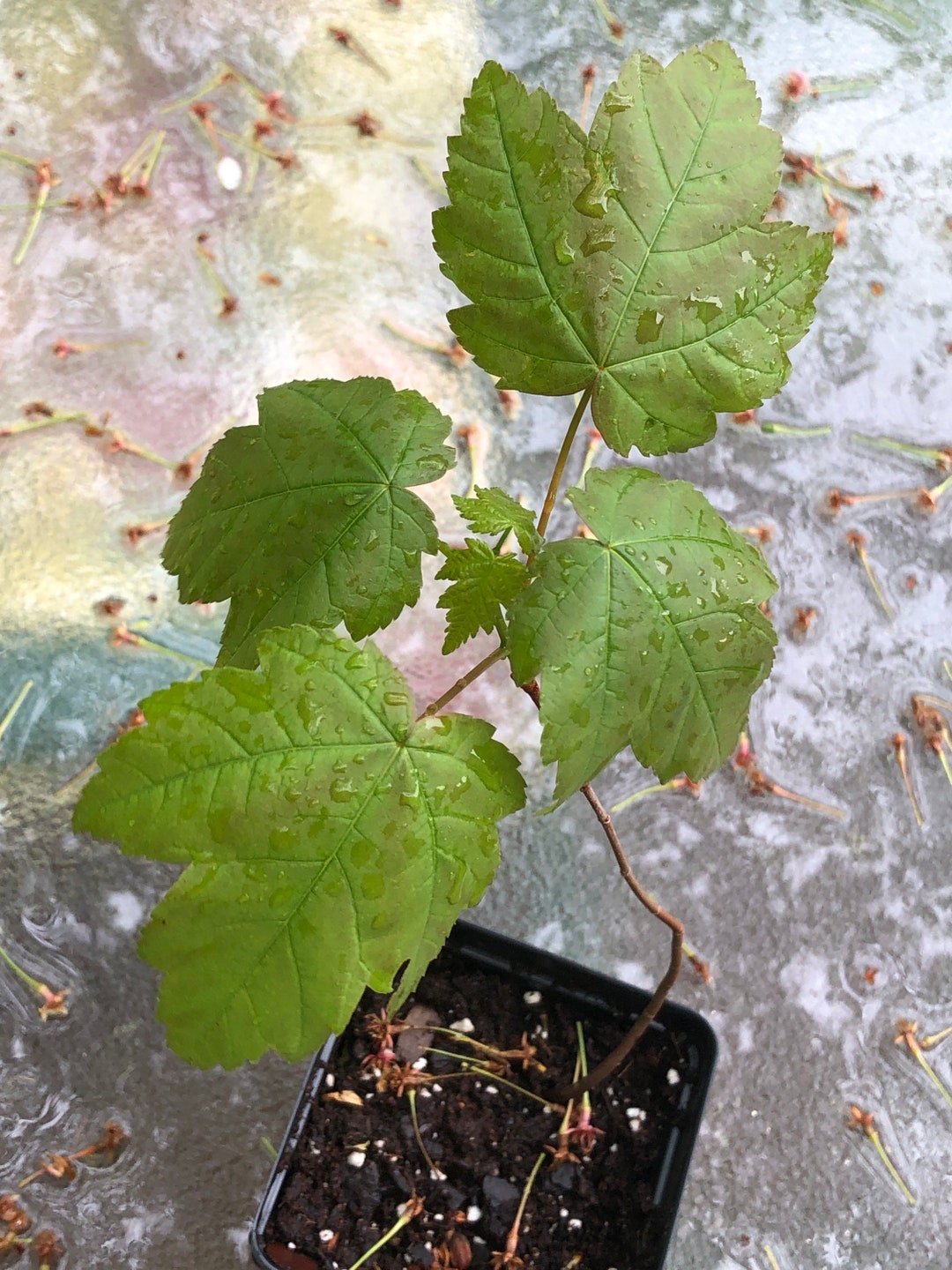 Maple Tree Seedling “acer Rebrum “ Known as Swamp Maple Tree - 1 ...