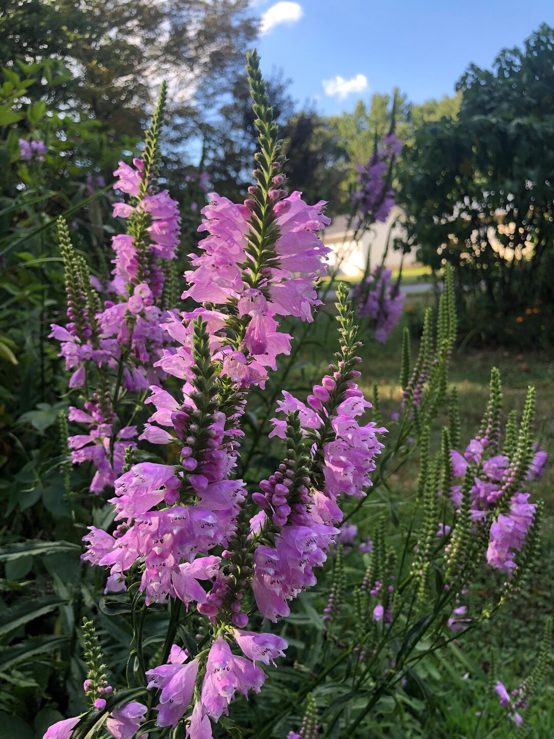 Obedient Plant - Will Only Dig up Rooted 2 Plants as Order Comes In ...