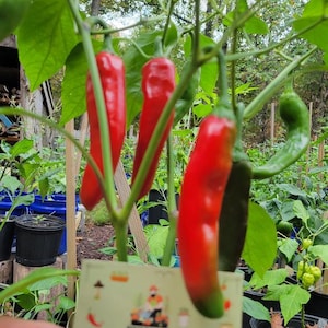 GUAJILLO Mirasol Chili Pepper POWDER Fine Ground Smoky Fruity MILD Low ...
