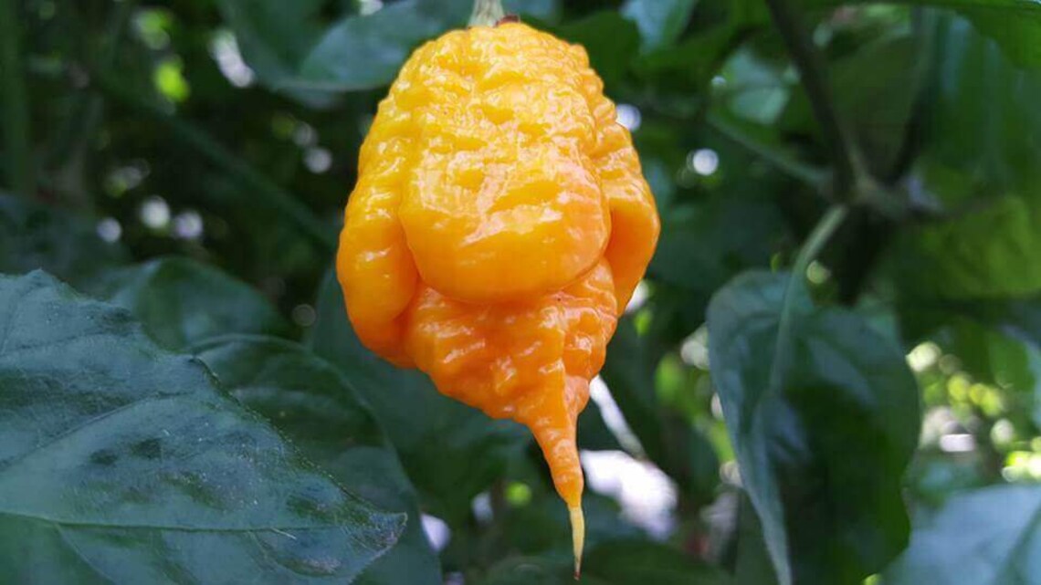 Yellow CAROLINA REAPER PEPPER Seeds Organically Grown Unique - Etsy