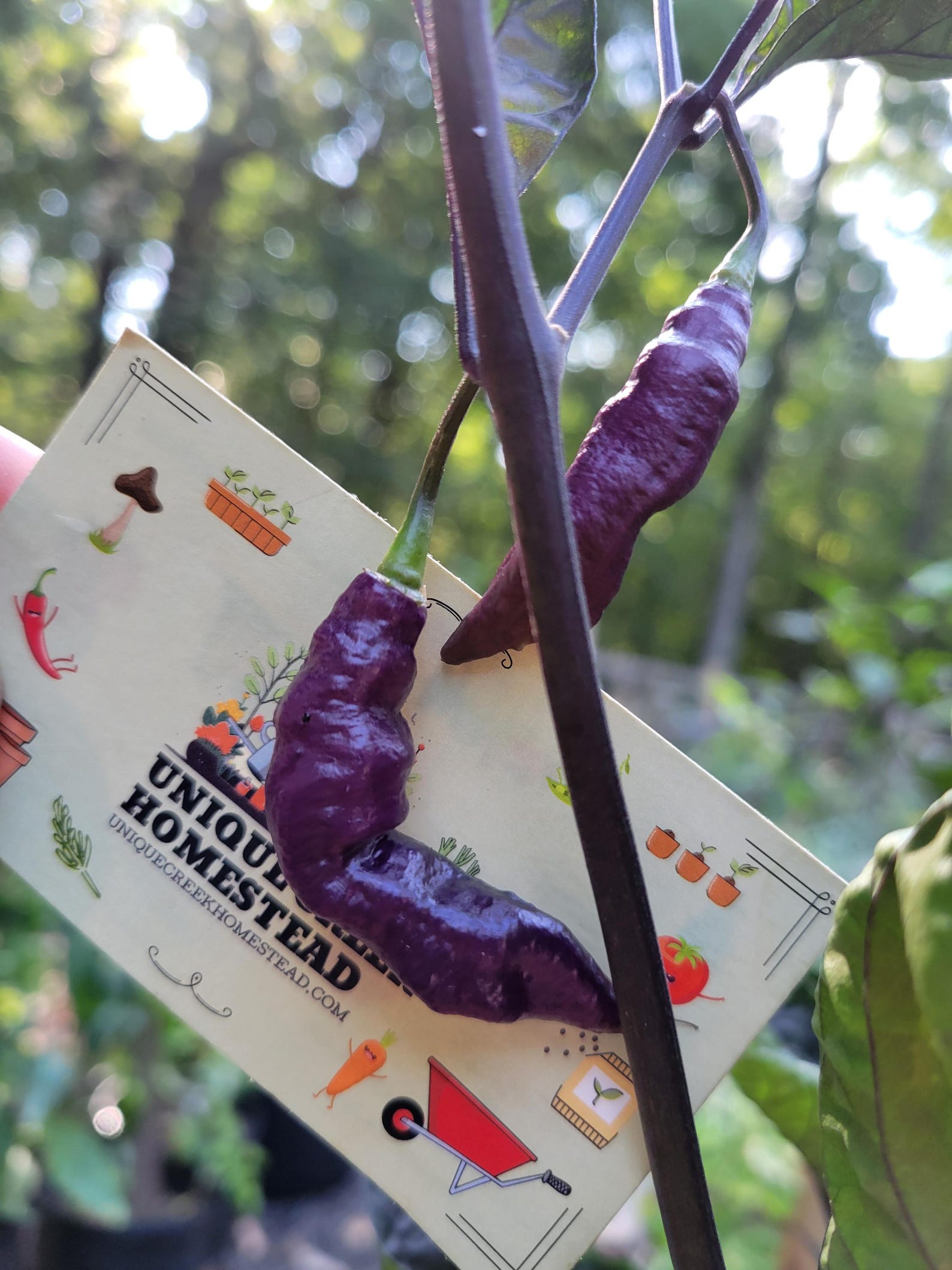 Thors Thunderbolt Hot Pepper Seeds 300,000-500,000 Scoville SHU ...