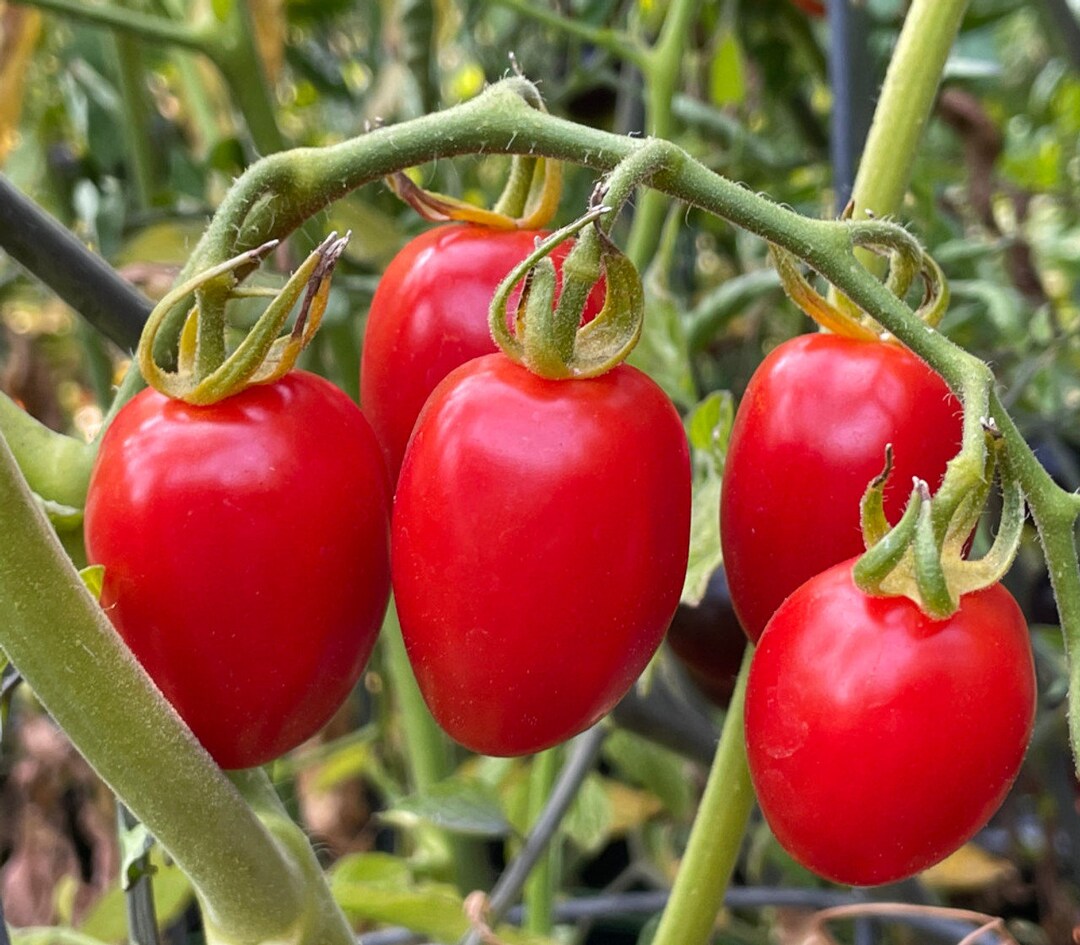 GARDENERS SWEETHEART TOMATO Seeds Organically Grown Unique Creek ...