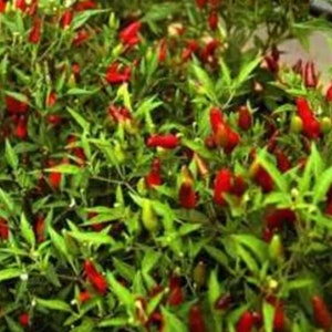 THAI HOT Chili Pepper Seeds Organically Grown Unique Creek Homestead ...