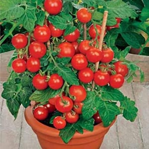 RED ROBIN Dwarf TOMATO Seeds Organically Grown Unique Creek Homestead ...