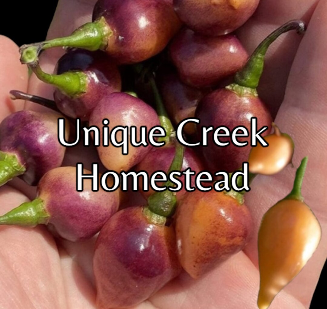 SWEETY DROPS Pink HOT Pepper Seeds Little Beak Chili Peppers Organic ...