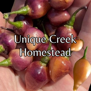SWEETY DROPS Pink HOT Pepper Seeds Little Beak Chili Peppers Organic ...