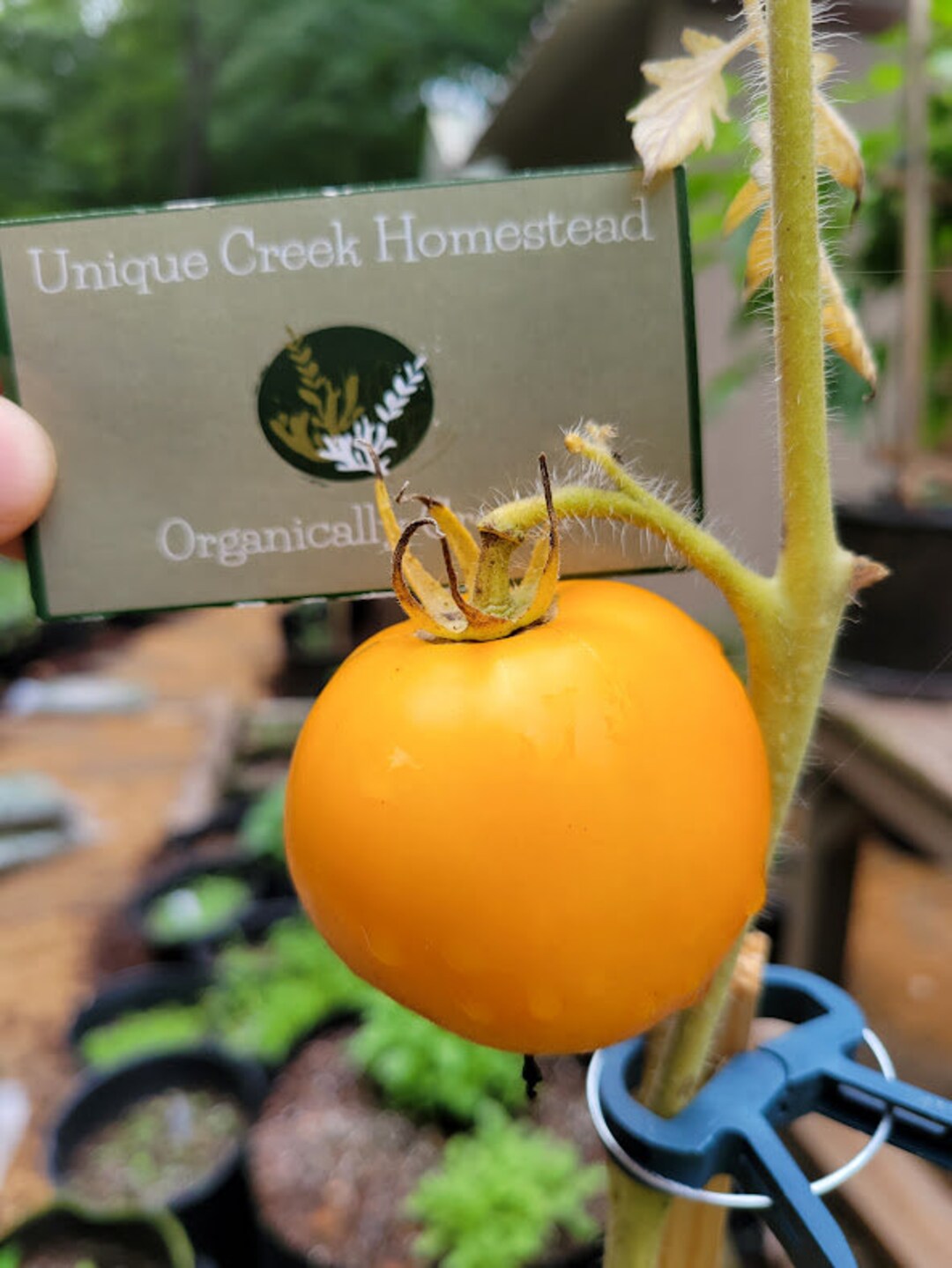 GOLDEN JUBILEE TOMATO Seeds Organically Grown Unique Creek Homestead ...