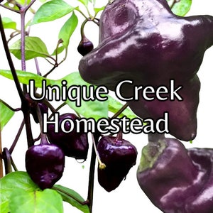 PURPLE UFO Chili Pepper Seeds 45,000+ Scoville SHU Unique Creek ...