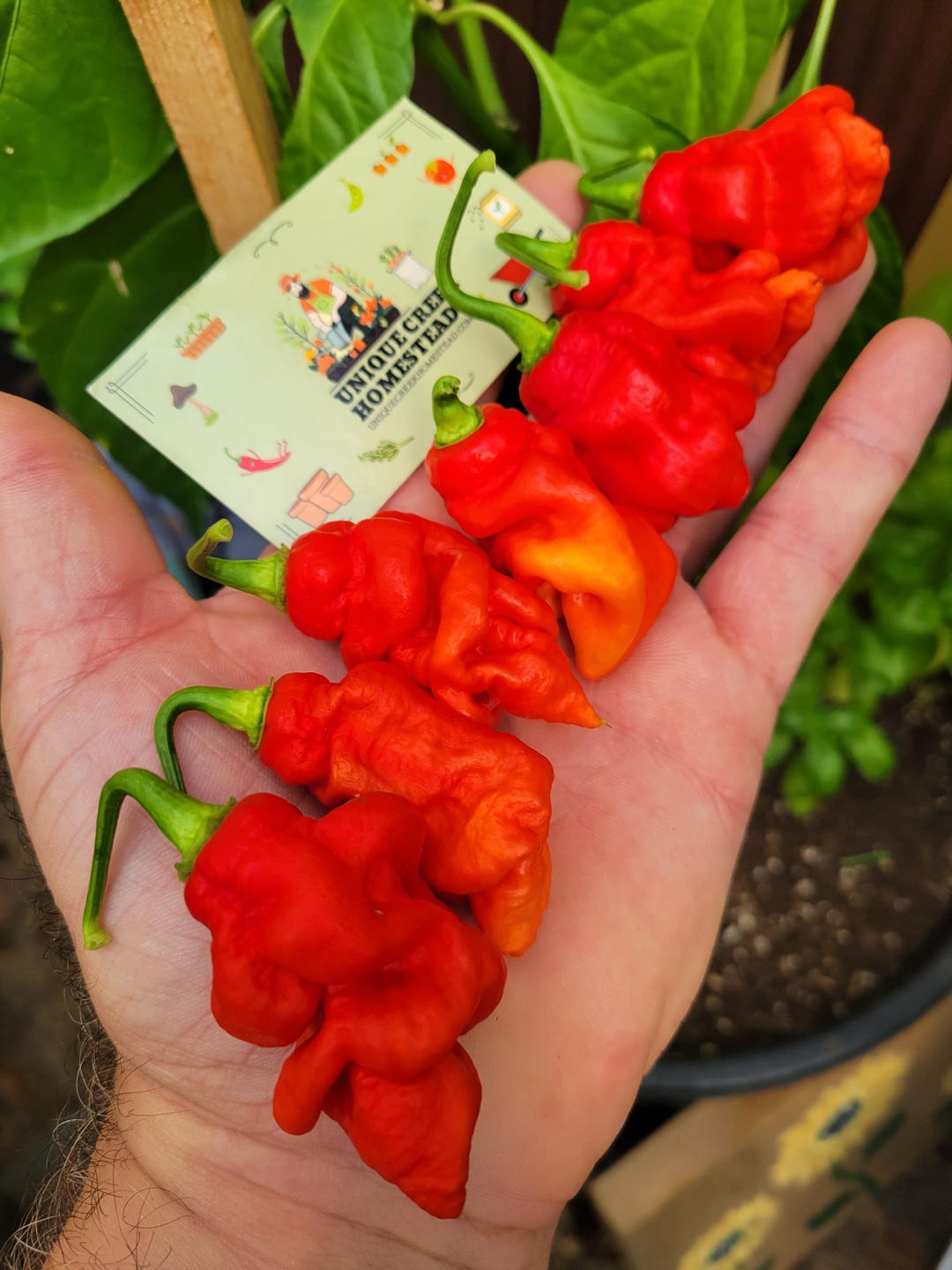 RED-X Pepper Seeds X Super HOT 1,300,000+ Scoville SHU Unique Creek ...