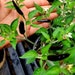 BLACK COBRA Chili Pepper Seeds HOT Organically Grown Unique Creek ...