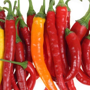 INDIAN JWALA Hot Chili Pepper Seeds Grown Unique Creek Homestead ...