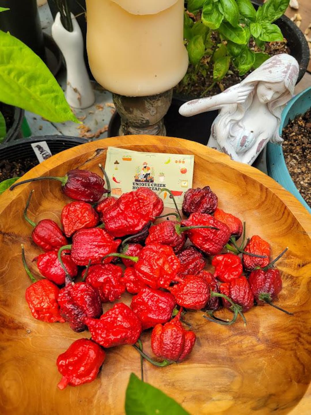 ORION Pepper Seeds Super Hot 1,500,000+ Scoville SHU Rare Exotic Chili ...