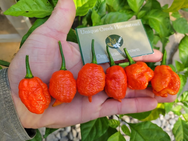 Dragons Breath Pepper Seeds SUPER HOT 2.48 Million Scoville SHU ...