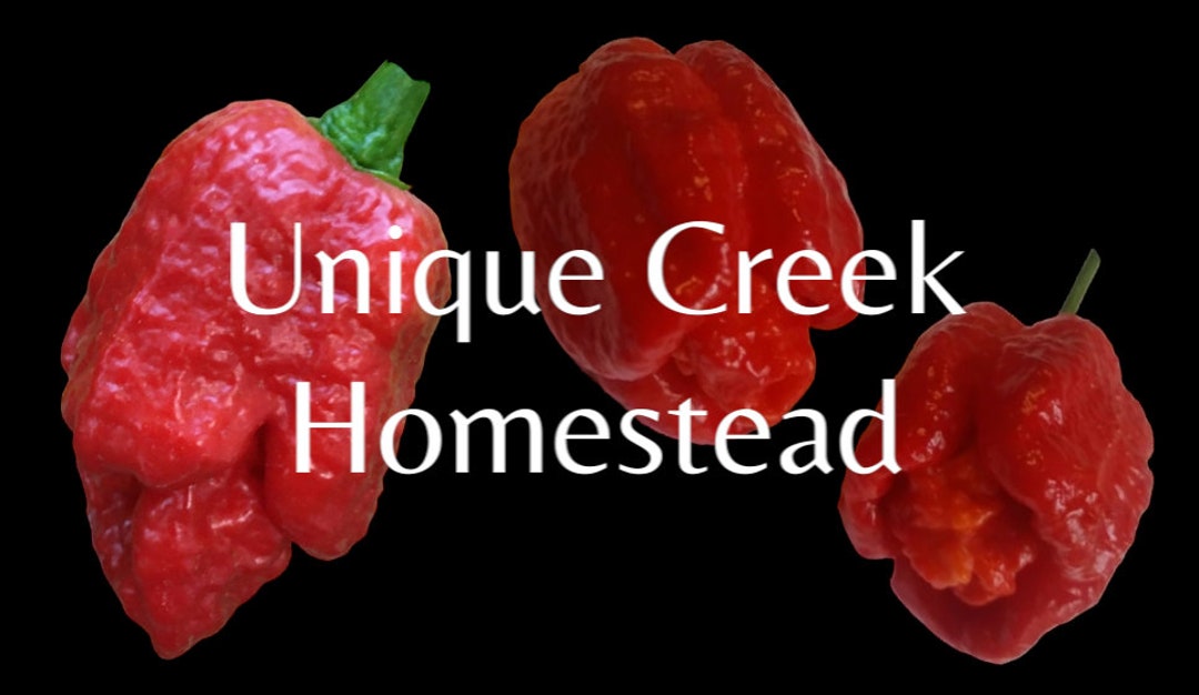BORG 9 Super Hot Chili Pepper Seeds 1,000,000+ Scoville SHU Unique ...