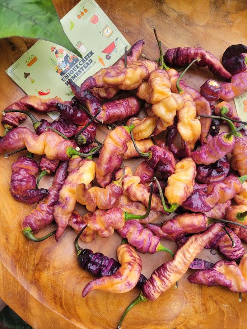 Thors Thunderbolt Hot Pepper Seeds 300,000-500,000 Scoville SHU ...
