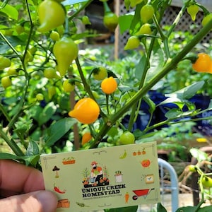 SWEETY DROPS Yellow Pepper Seeds Little Beak Chili Peppers Organic ...