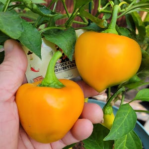 LESYA Orange Super SWEET Pepper Seeds Organically Grown Unique Creek ...