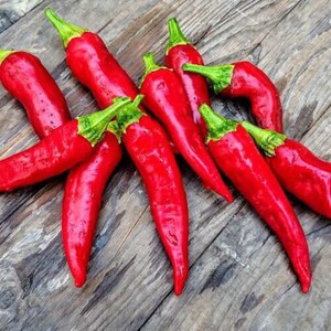 Marconi Rosso Italian Sweet Pepper Seeds Unique Creek Homestead ...