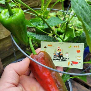 Marconi Rosso Italian Sweet Pepper Seeds Unique Creek Homestead ...