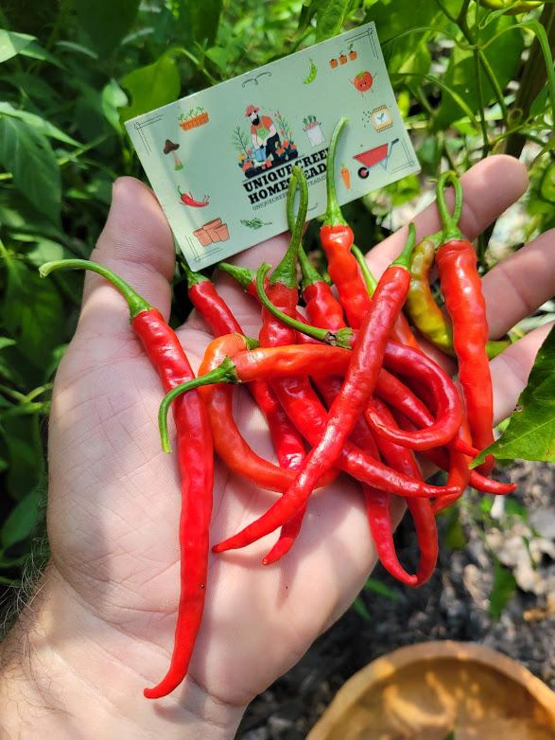 INDIAN JWALA Hot Chili Pepper Seeds Grown Unique Creek Homestead ...