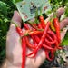 INDIAN JWALA Hot Chili Pepper Seeds Grown Unique Creek Homestead ...