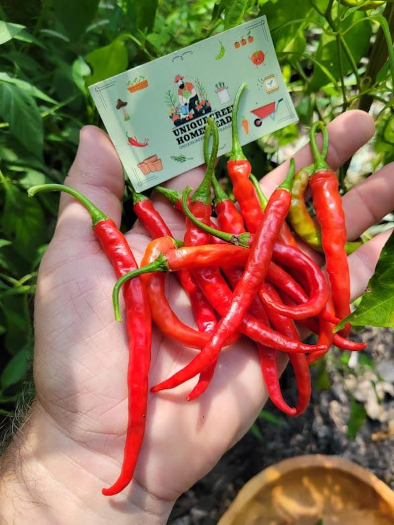 INDIAN JWALA Hot Chili Pepper Seeds Grown Unique Creek Homestead ...