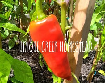 Guindilla Pepper Heirloom the Famous Basque Region Pepper - Etsy