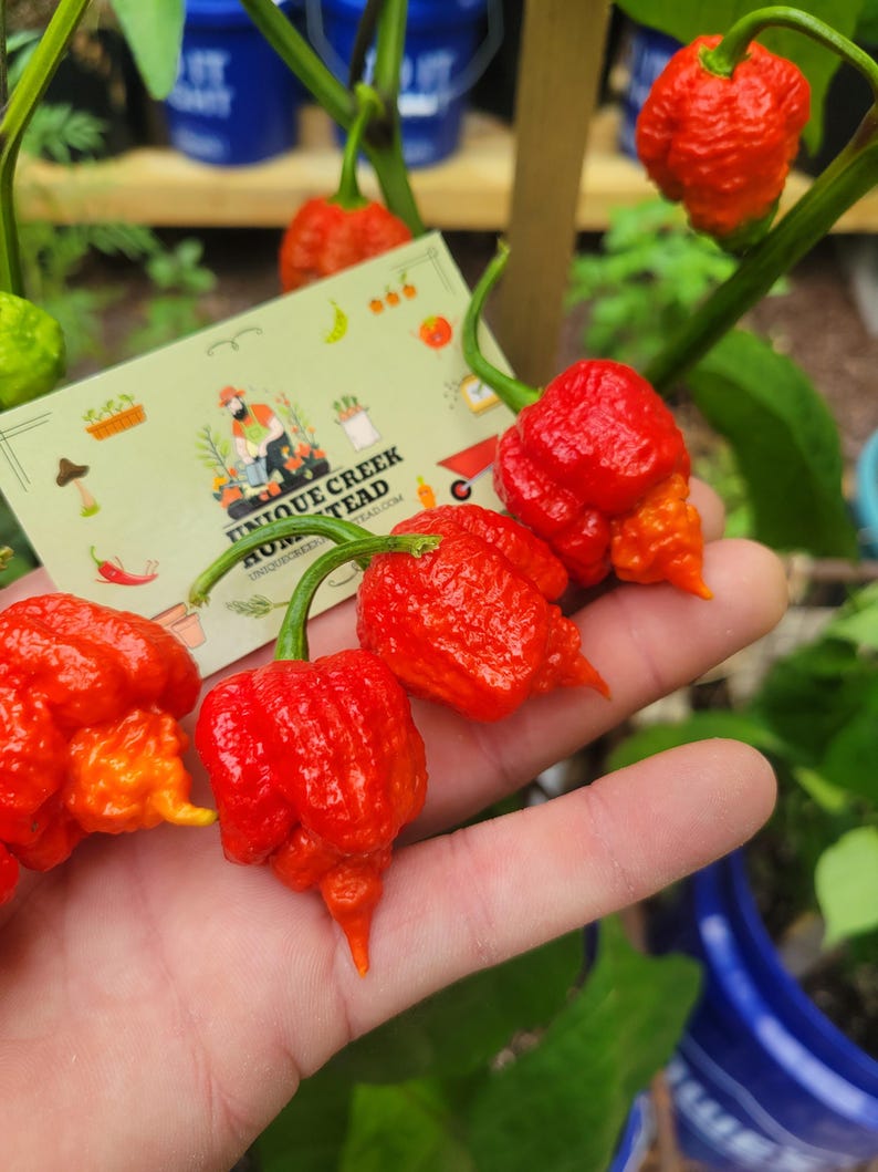 TRINIDAD MORUGA SCORPION Super Hot Pepper Seeds 2,000,000+ Scoville Shu ...