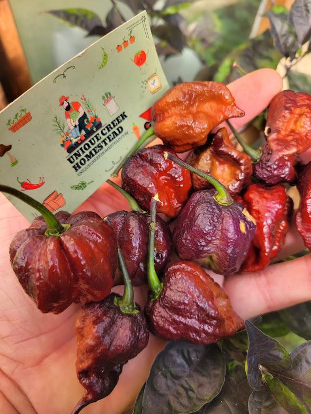 Gator Jigsaw Purple Pepper Seeds SUPER HOT 2,000,000+ Scoville Rare ...