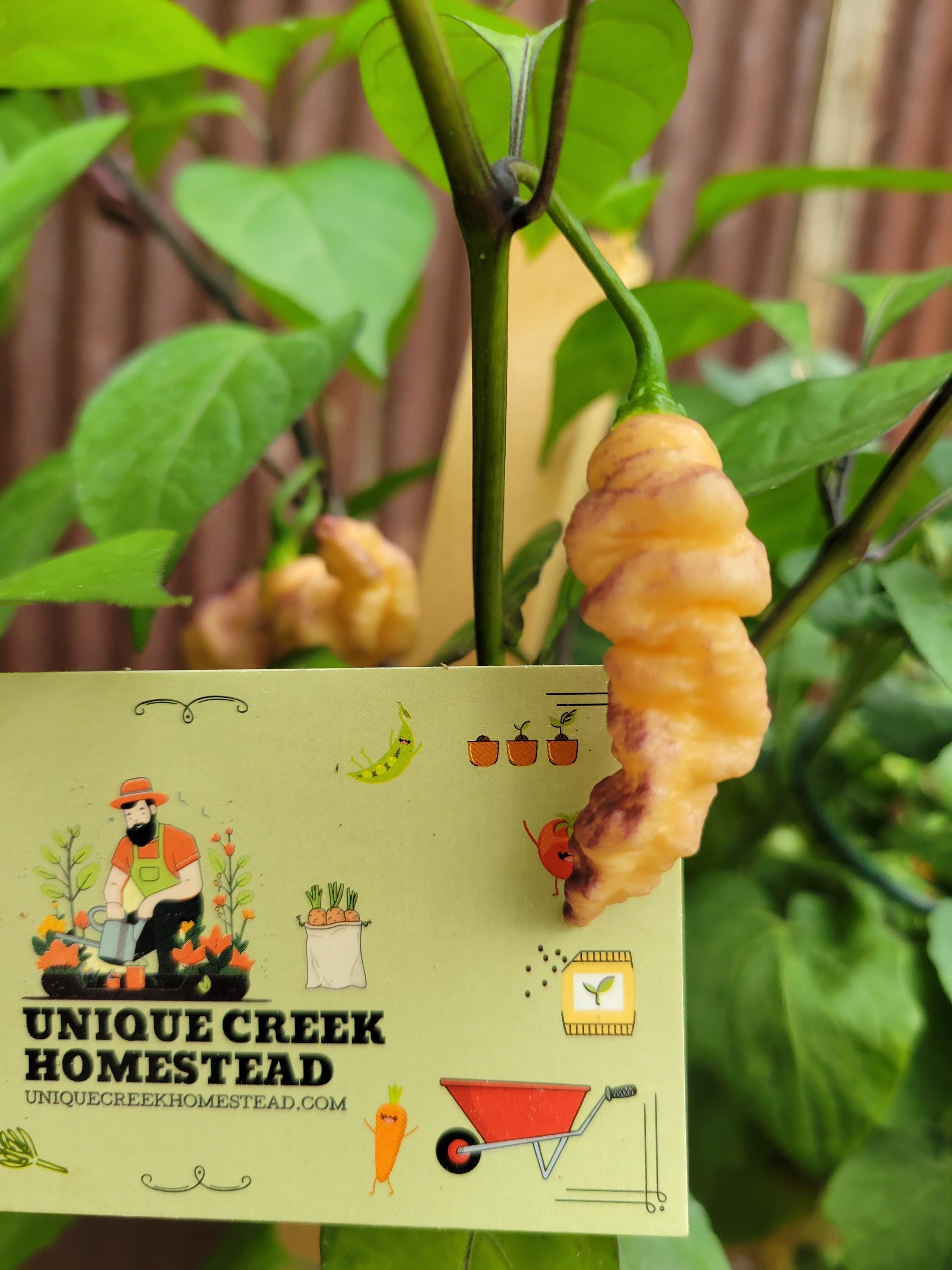 Thors Thunderbolt Hot Pepper Seeds 300,000-500,000 Scoville SHU ...