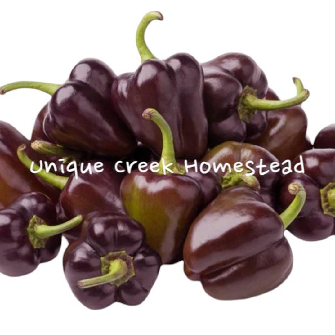 Mini Chocolate Bell Pepper Seeds Miniature Sweet Great Snackers Highly ...