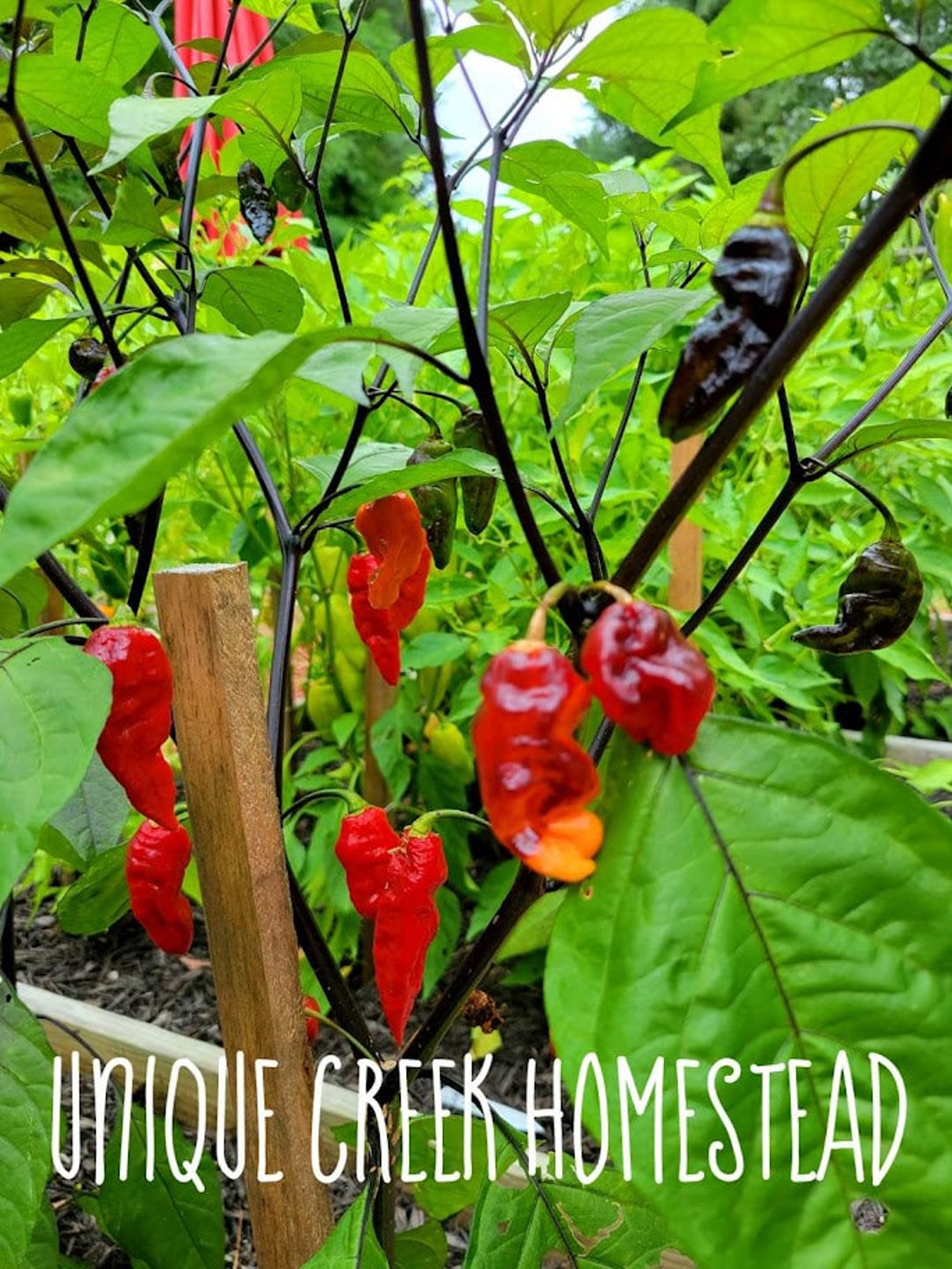 PINK TIGER Super HOT Chili Pepper Seeds 1-million Scoville - Etsy