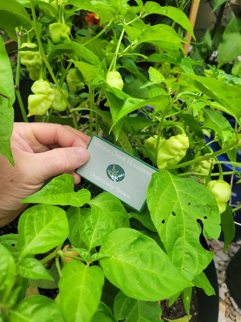 Peach Mutant X Pepper Seeds 1,000,000+ Scoville Super Hot Hottest ...