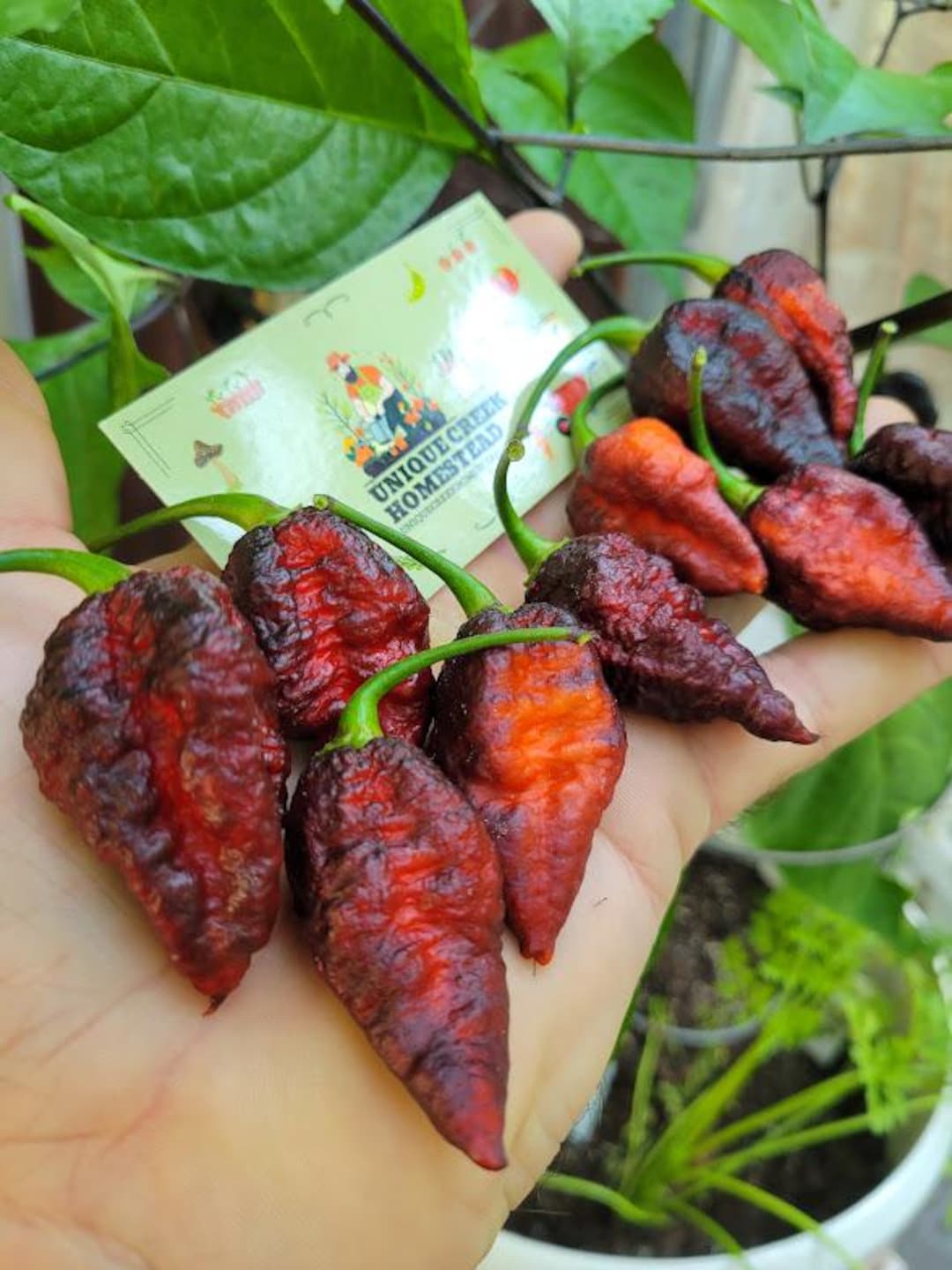 Naga Tiger DD Super HOT Pepper Seeds 1,300,000+ Scoville SHU Unique ...