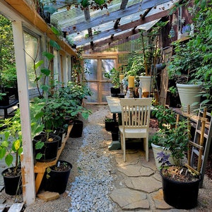 COUNT DRACULA Pepper Seeds 25,000-50,000 Scoville SHU Vampire Rare Hot ...