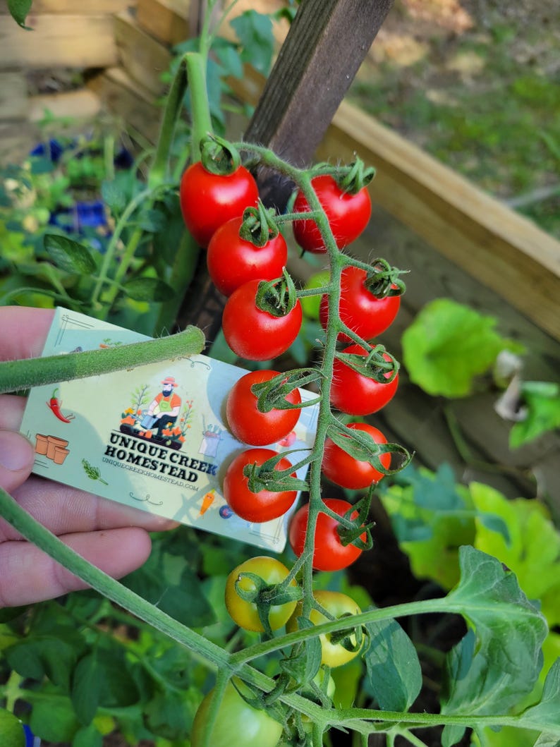 GARDENERS SWEETHEART TOMATO Seeds Organically Grown Unique Creek ...