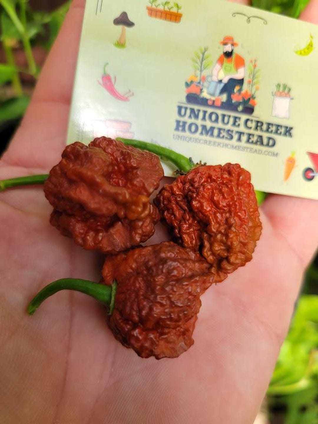 NAGA BRAIN Chocolate Super Hot Chili Pepper Seeds 1,000,000+ Scoville ...