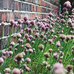 Common CHIVES Allium Schoenoprasum Herb Organic Naturally Grown on ...