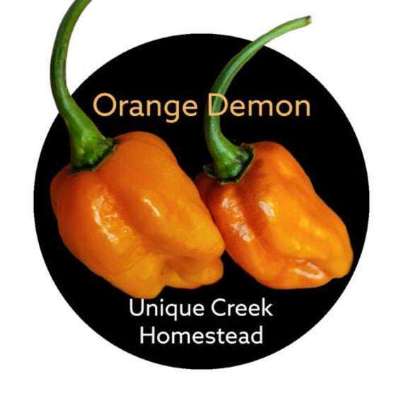 ORANGE DEMON Super Hot Pepper Seeds Organically Grown Unique - Etsy