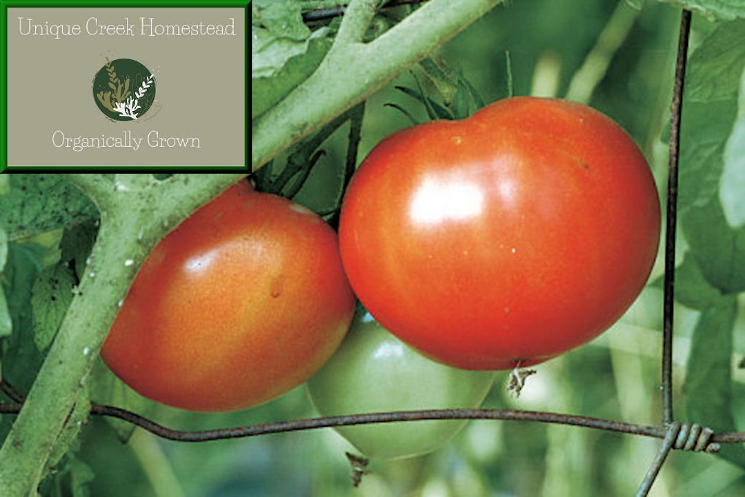 RED BEEFSTEAK TOMATO Seeds Grown Unique Creek Homestead Certified ...