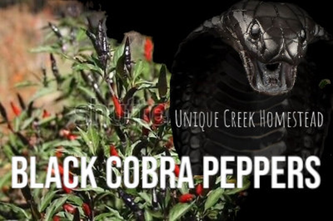 BLACK COBRA Chili Pepper Seeds HOT Organically Grown Unique Creek ...