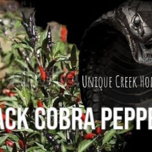 BLACK COBRA Chili Pepper Seeds HOT Organically Grown Unique Creek ...