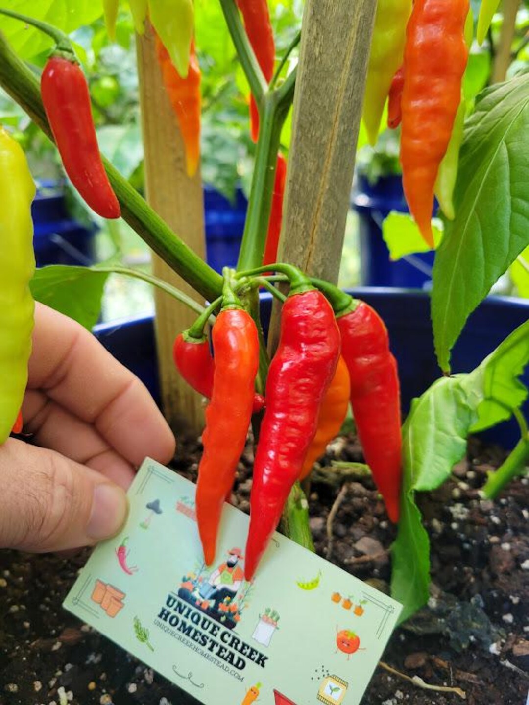 Leviathan Scorpion Pepper Seeds Red Super Hot 1,000,000+ Scoville SHU ...