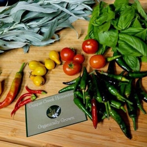 BLACK COBRA Chili Pepper Seeds HOT Organically Grown Unique Creek ...