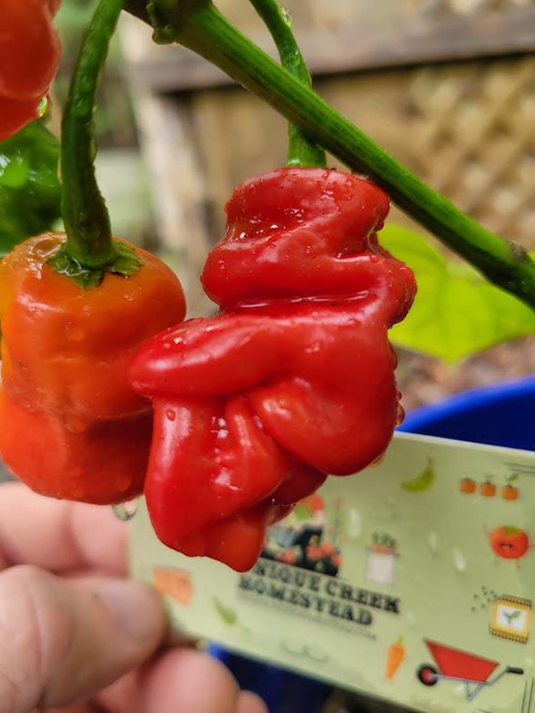 Red Madame Jeanette Hot Pepper Seeds 125,000-325,000 Scoville SHU ...