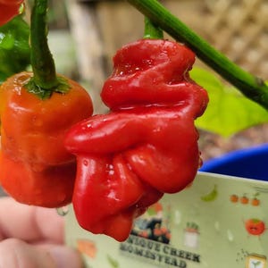 Red Madame Jeanette Hot Pepper Seeds 125,000-325,000 Scoville SHU ...