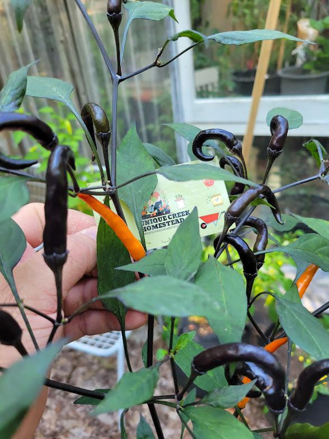 RARE Thai HALLOWEEN Chili Pepper Seeds Zombie Fingers Reaching Upwards ...