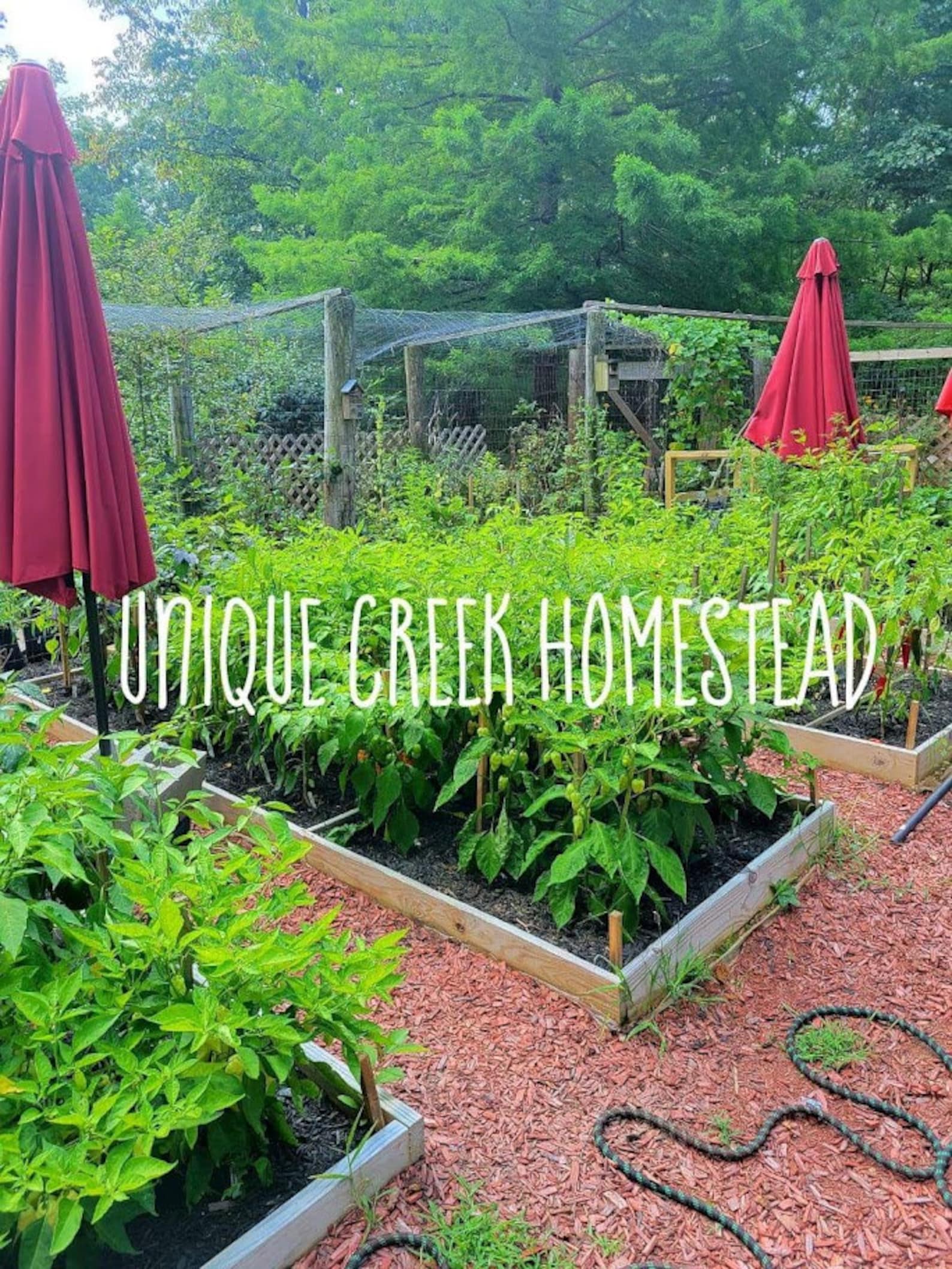 INDIAN JWALA Hot Chili Pepper Seeds Organically Grown Unique - Etsy